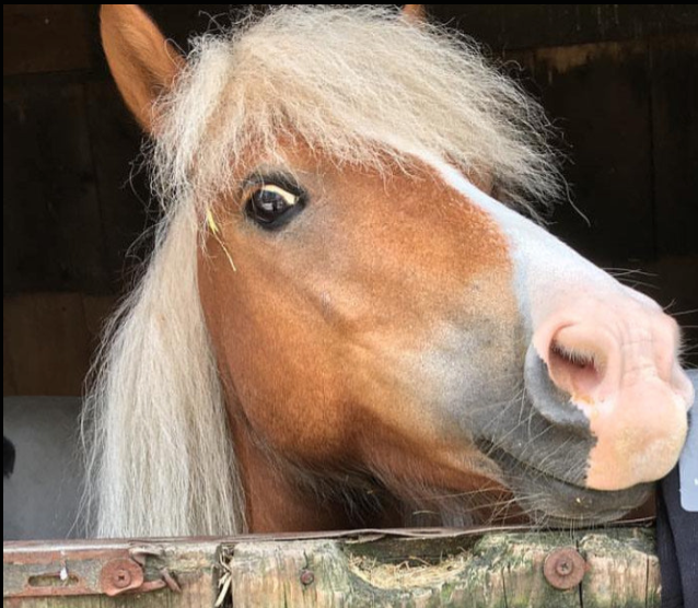 Poney A, B, C, D : comprendre les sections poney – West Island